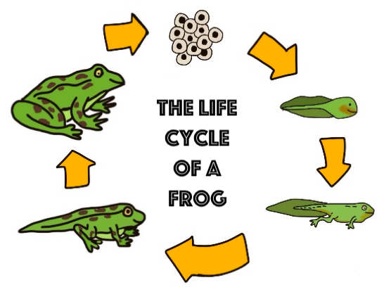 Total Physical Response: Learning through Action! – Seidlitz Education